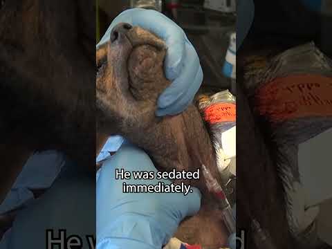 Heartbreaking dog rescue video - extended version here: www.HopeForPaws.org #GivingTuesday
