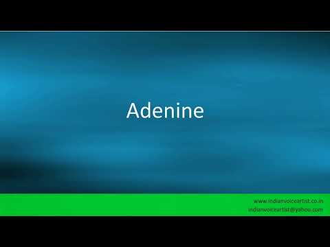 Pronunciation of the word(s) "Adenine".