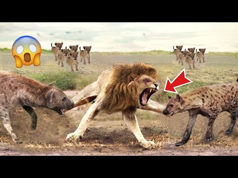 40 Heart-Rending Moments When The Lion's Fury Ignited as His Child Faced a Herd of Hyenas