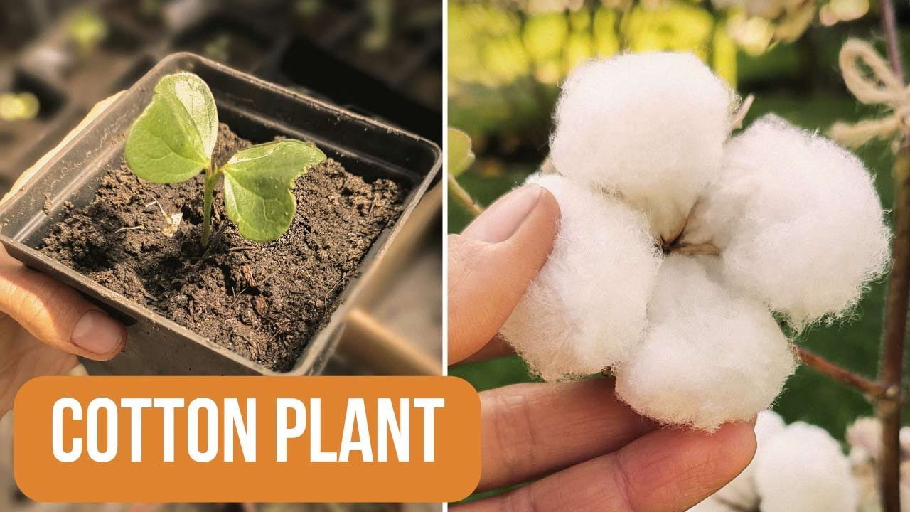 Plant of March - COTTON PLANT🌿 | Exploring the Wonders of Cotton | Study of Cotton's Structure