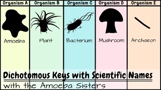 Learn English through Video Dichotomous Keys: Identification ...