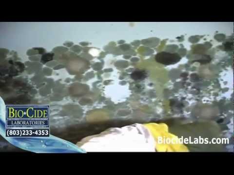 Mold Cleaner helps millions at risk from water damage...THIS IS A MUST WATCH VIDEO