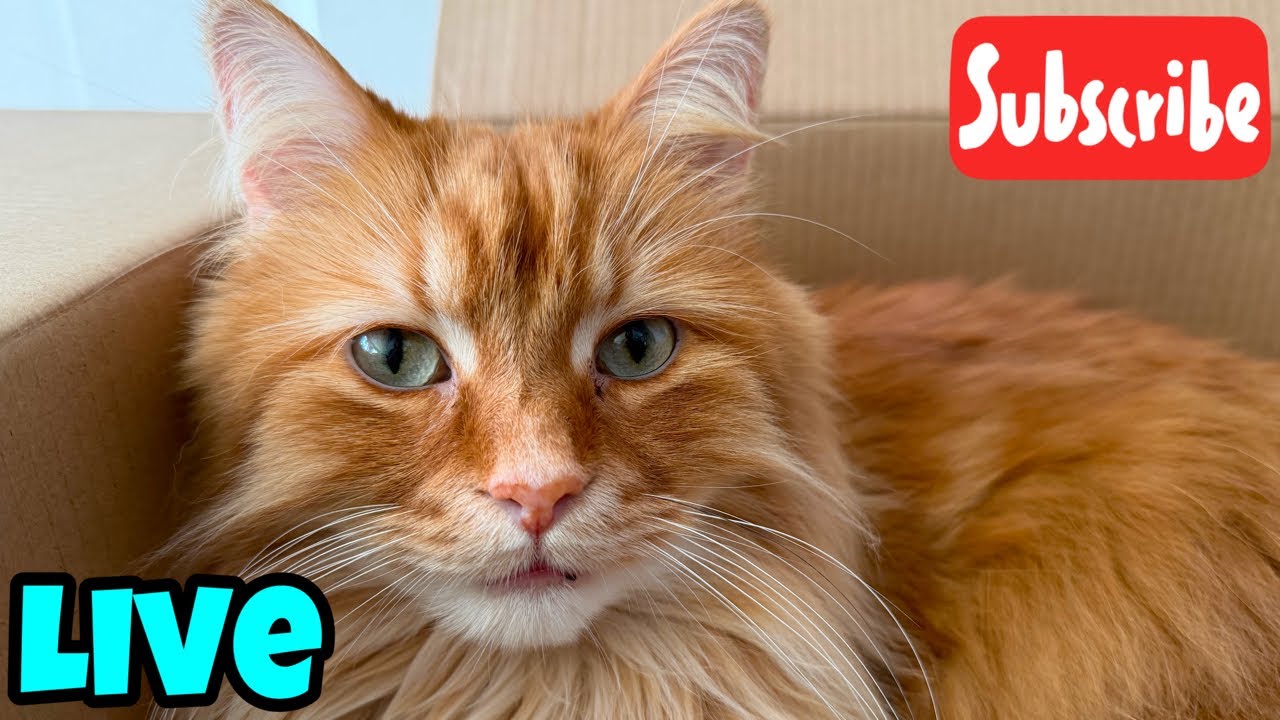 TGIF With Cats - Live Stream