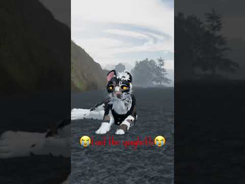 Let’s translate my Warrior cats names!! NOT MY IDEA! | #wcue