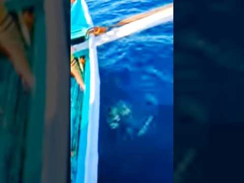 Marble + Coral Grouper 86th Double Hooked-up #catch #satisfying #amazing #fish #seafood #trend
