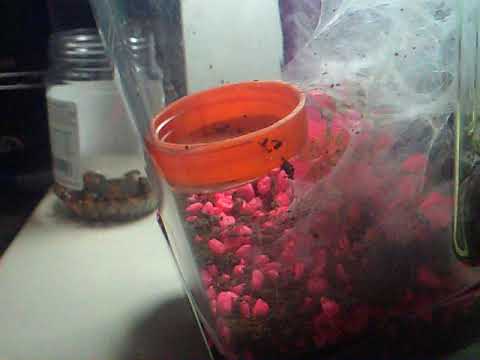 vlog#243 some of the most beautiful tarantulas in the world !!!!