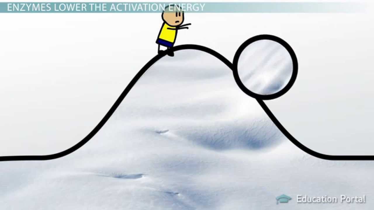 Function of Enzymes: Substrate, Active Site & Activation Energy