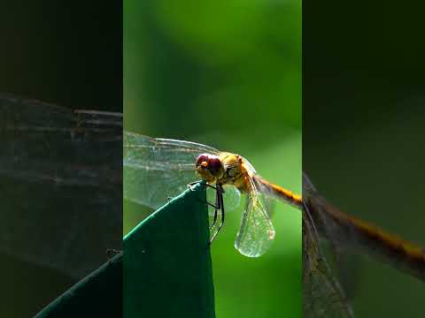 Dragonfly (waΕΌka) - Insect in macro film #poland #macro #dragonfly #insect #film #nature