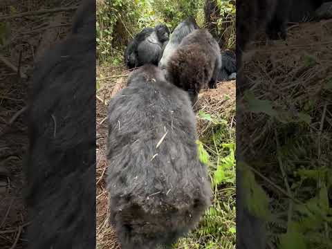 Silverback Mountain Gorilla and Family. (See description for more) #gorilla #mountaingorillas