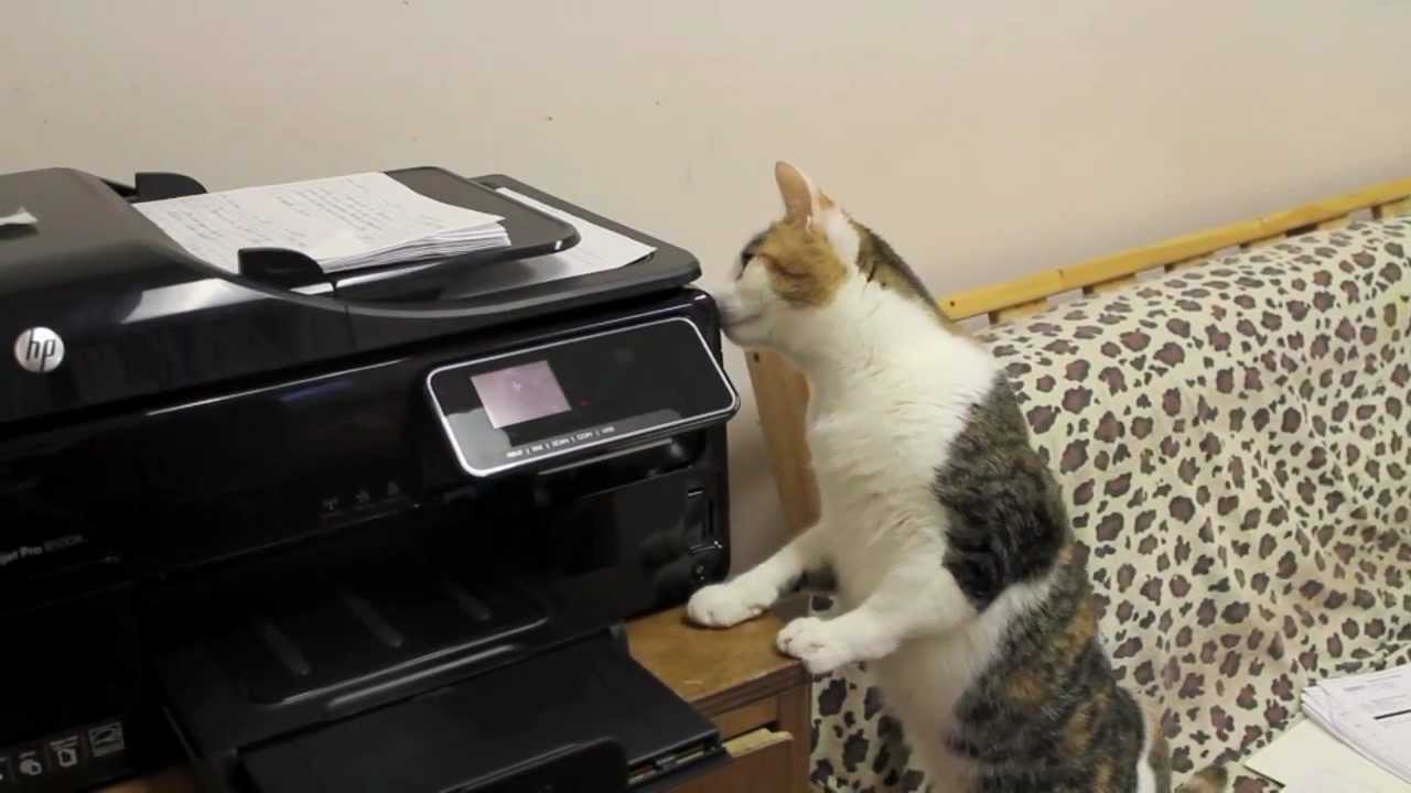 Cat obsessed with printer / fax