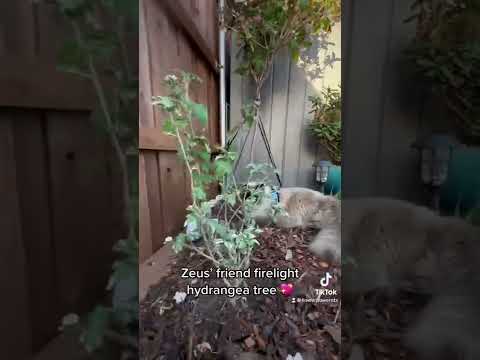 Zeus, Siberian cat, by firelight hydrangea tree that survived severe heat in NTX.