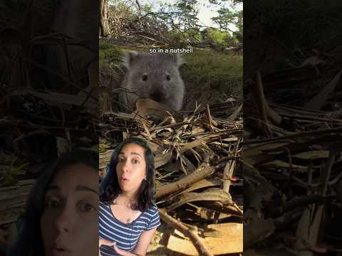 Let’s Talk About 💩! Square Wombat Poop! Why is it that Shape? 🟫