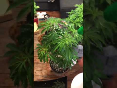 Pest control | treating thripes