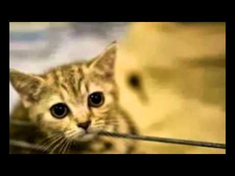 The Amazing Pictures Of Animals