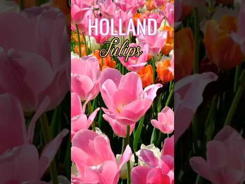 Holland's Tulips | Amsterdam's Stunning Spring Flowers π·π³π±
