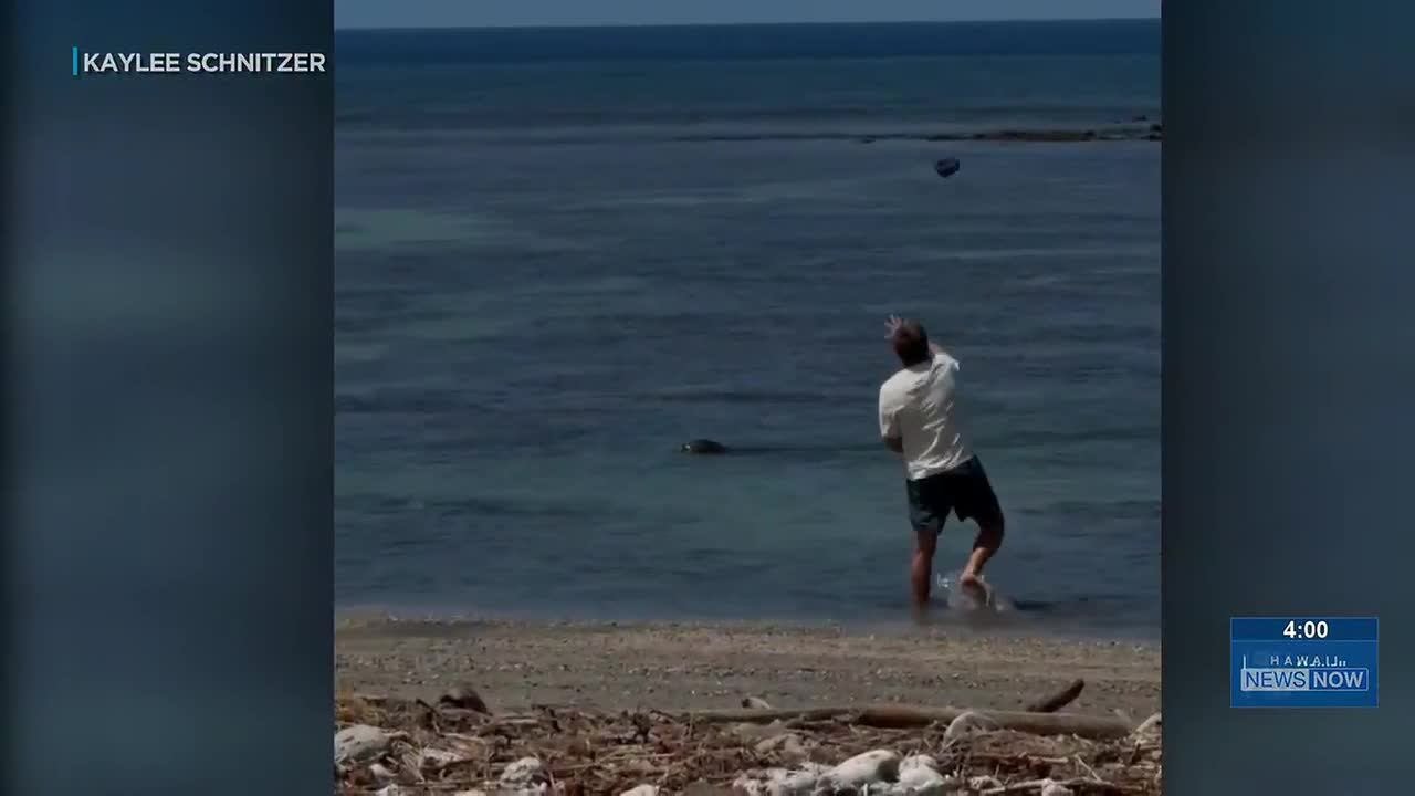 Federal agents arrest visitor accused of throwing rock at Hawaiian monk seal