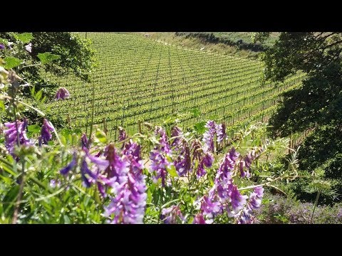 Wine of the Week - Cannonau