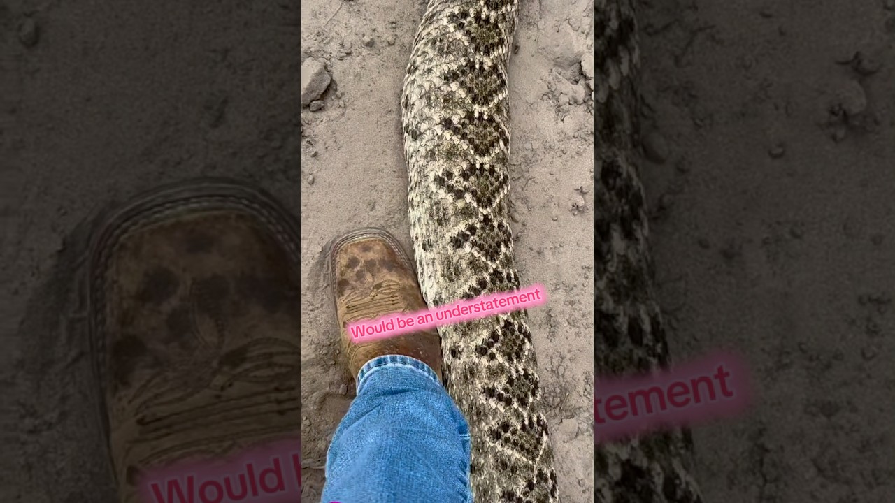 Massive Rattlesnake ☠️ for its rattle 😡 Makes me so mad