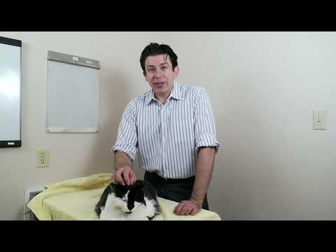 What makes a good cat name?
