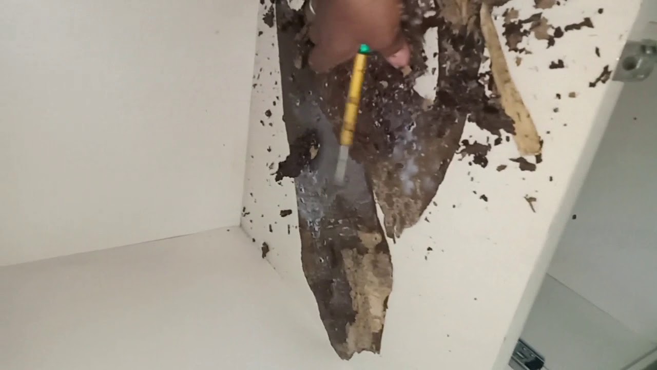 Anti termite treatment || gernal pest control ||