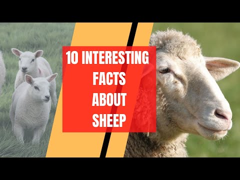10 Interesting Facts about Sheep