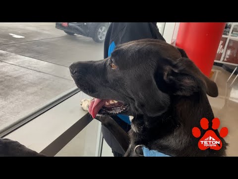 Rosie is a lovable dog who loves to play and needs a fur-ever home
