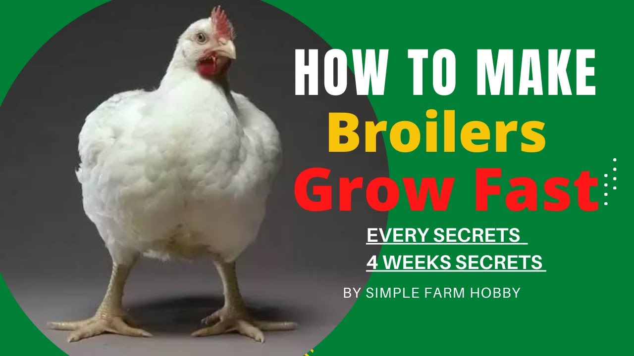 How To Make Your Broilers Grow Very Fast || 4 Weeks Growth Secrets