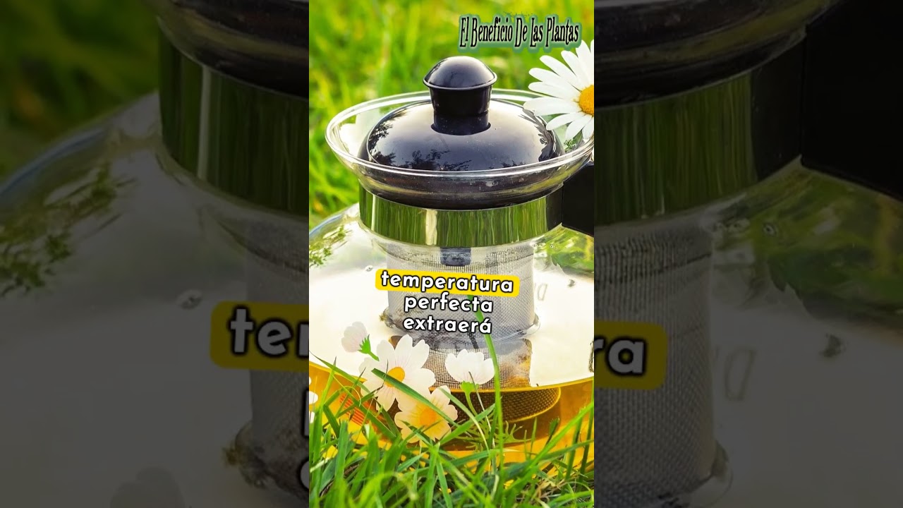 ¡Infusión mágica! 🌼 Te de Manzanilla: Receta Fácil y Relajante
