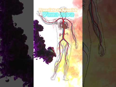 VENA CAVA Translate to SPANISH | Medical - Expand your work vocabulary