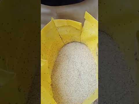 Spoiled Mid-day-meal rice full of insects were distributed among School Students in Tripura