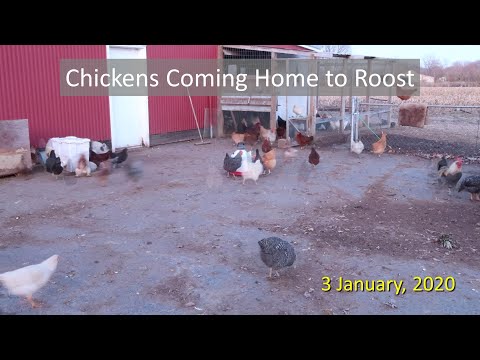 Chickens Coming Home to Roost