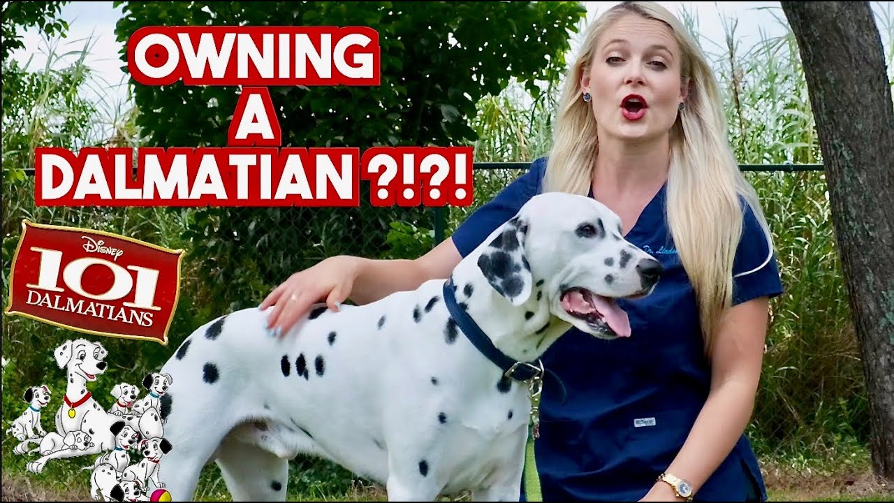 Owning a Dalmatian?? | What you need to know!