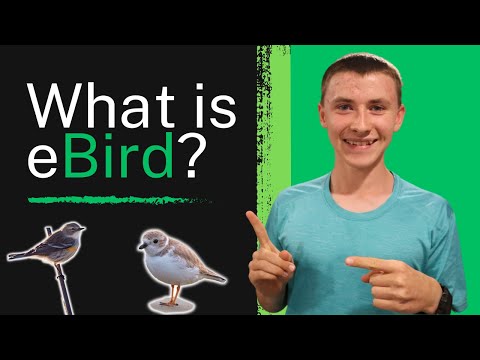 What is eBird? What Every Beginner Bird Watcher Should Know!