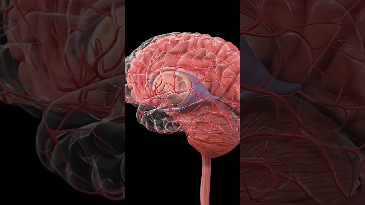 Brain Anatomy #anatomy #shorts #trending #video #medical