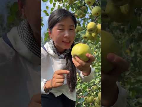 Fresh Pears fruit testing #fruitgarden #freshfruit
