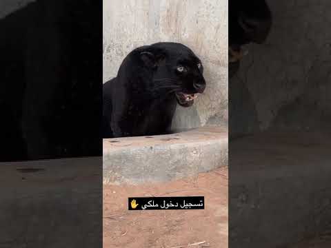 Jaguar's strongest roar