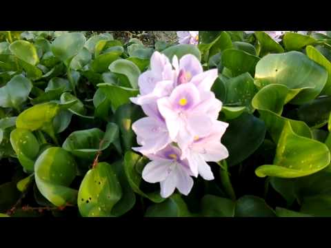 Eichhornia