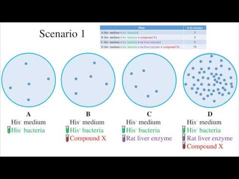 Ames Test for Mutagenicity (Abridged)