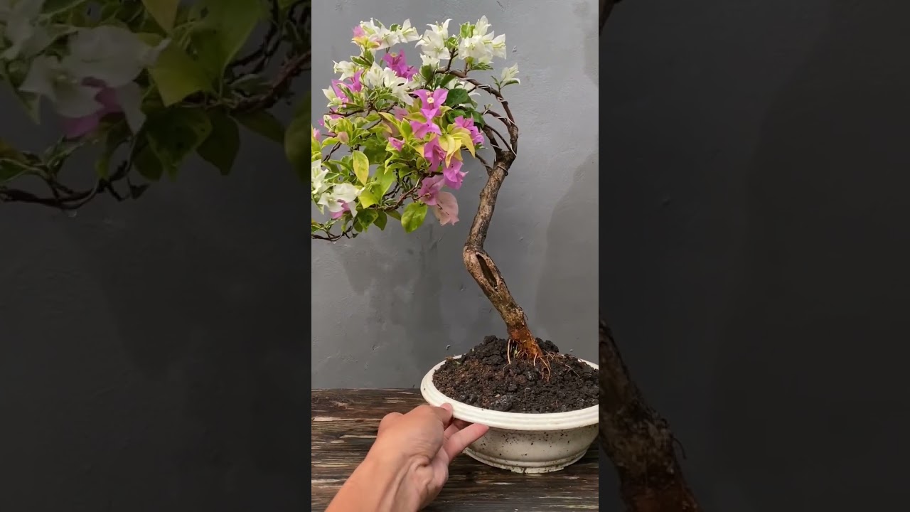 Bonsai Bougenville 3 Warna #shorts