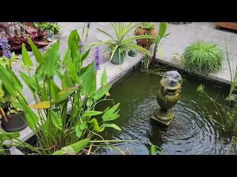 Pickerel weed, Florida native aquatic plant