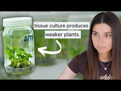 The TRUTH about Tissue Culture