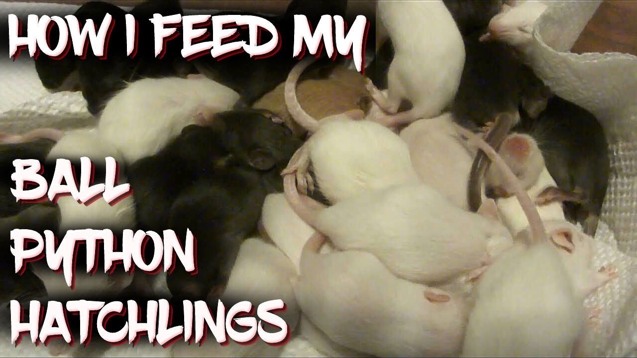 How I feed my ball python hatchlings!