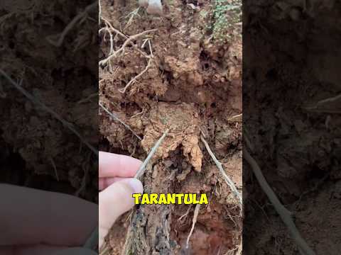 Sarang Tarantula yang Tak Terlihat!