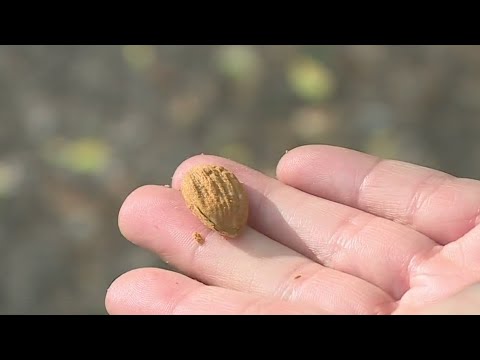 California growers get funding for eco-friendly farming