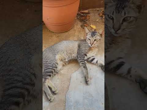Dei Machan 😺😹Funny Cat mindvoice #cat #plantwithash #funnydubbing #trending #ytshorts #tamil