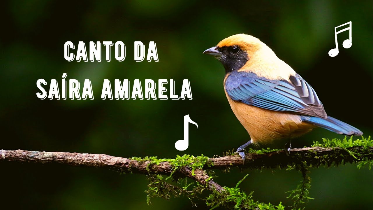 Canto da Saíra Amarela / Sanhaço Caboclo / Sanhaçu Macaco | Burnished-buff Tanager | Stilpnia Cayana