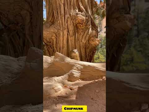 Have you ever heard the sounds a Chipmunk makes? Check yourself!