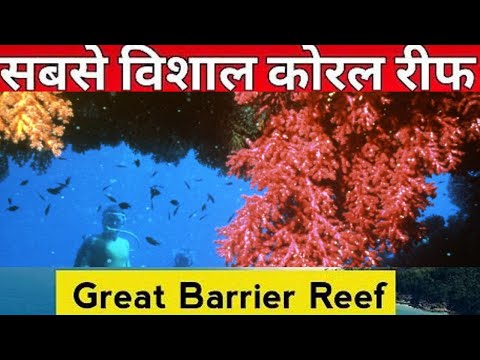 The Great Barrier Reef- Hindi [समुद्री जीवन का परिचय]