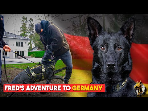Fred’s New Beginning | Hand Over in Germany