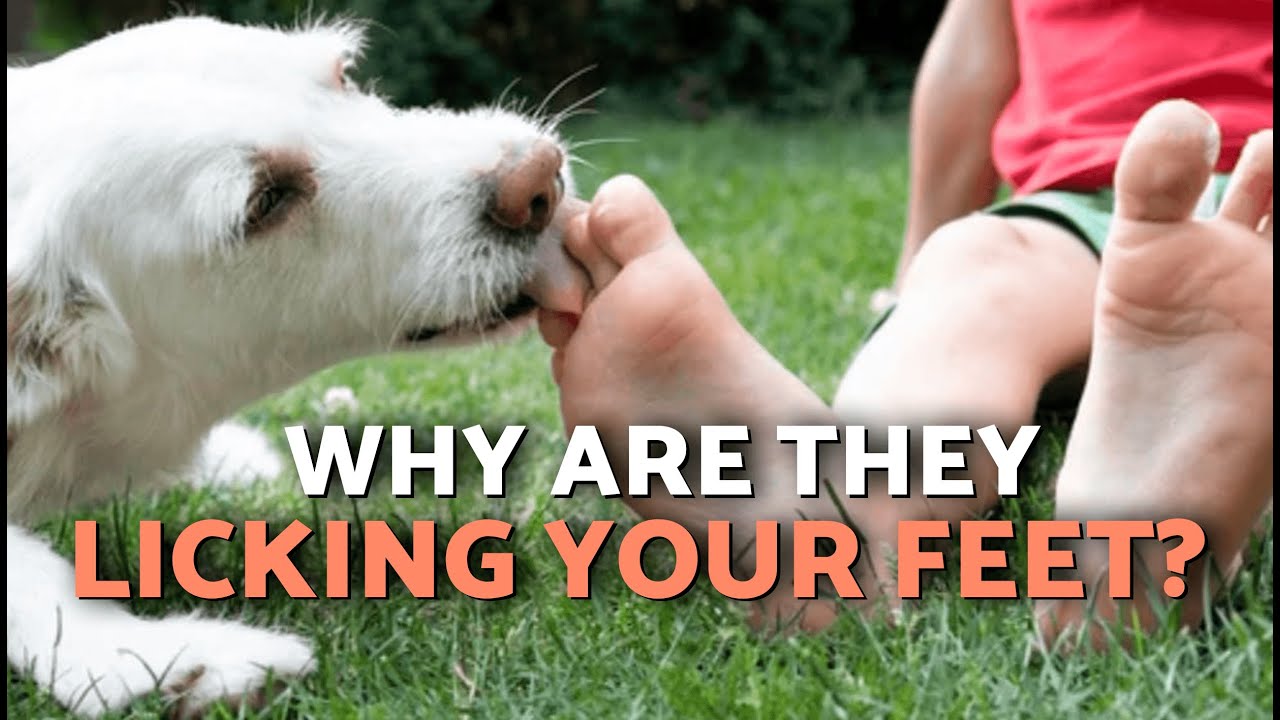 Does Your DOG LICK Your FEET a Lot? 🐶🦶This Is the Real Meaning! 😱